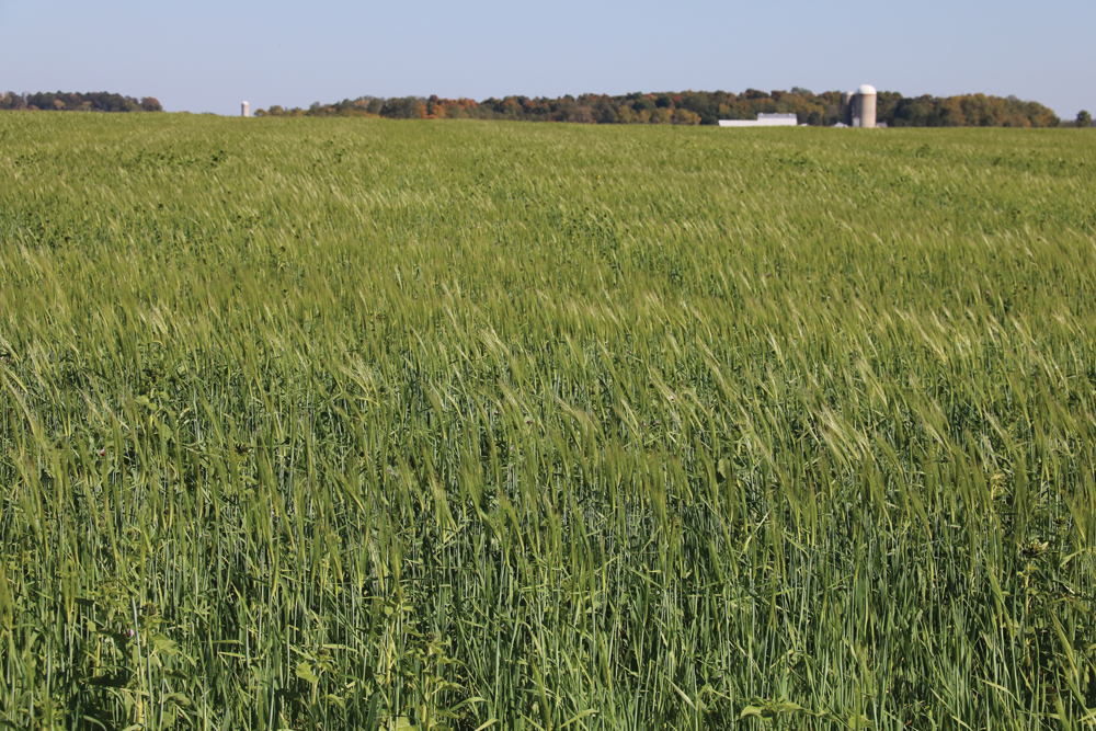 Cover crops driving planting and tillage innovation - Manitoba Co-operator
