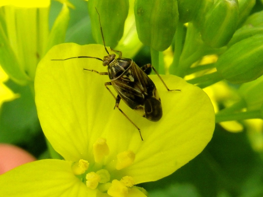 Manitoba crop insects seen in 2017 - Manitoba Co-operator