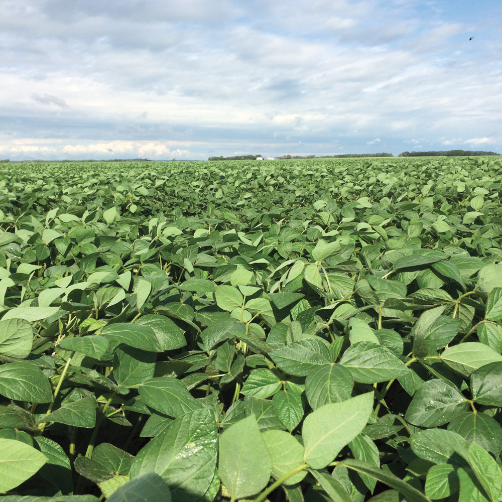 Manitoba soybean acreage now higher than red spring wheat - Manitoba Co ...