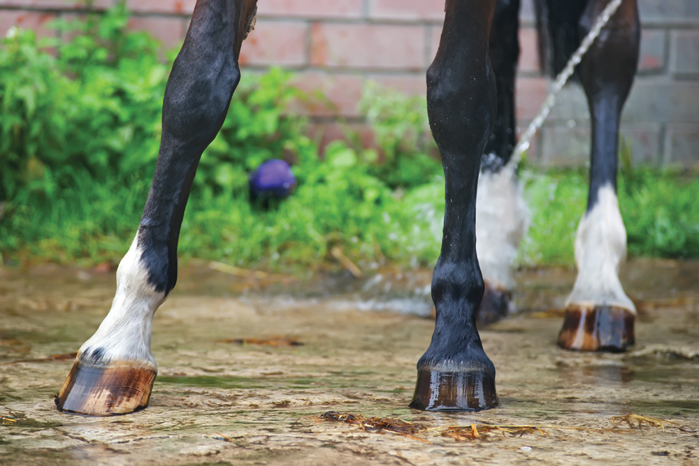Horse Health: Helping your horse manage ringbone injury