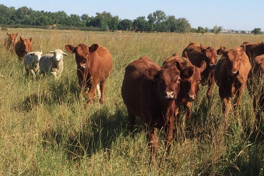 Cover crops ‘essential’ to in-field grazing - Manitoba Co-operator