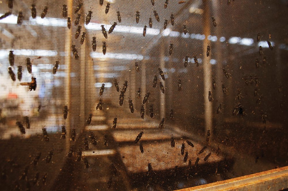 Insect farms gear up to feed soaring global protein demand