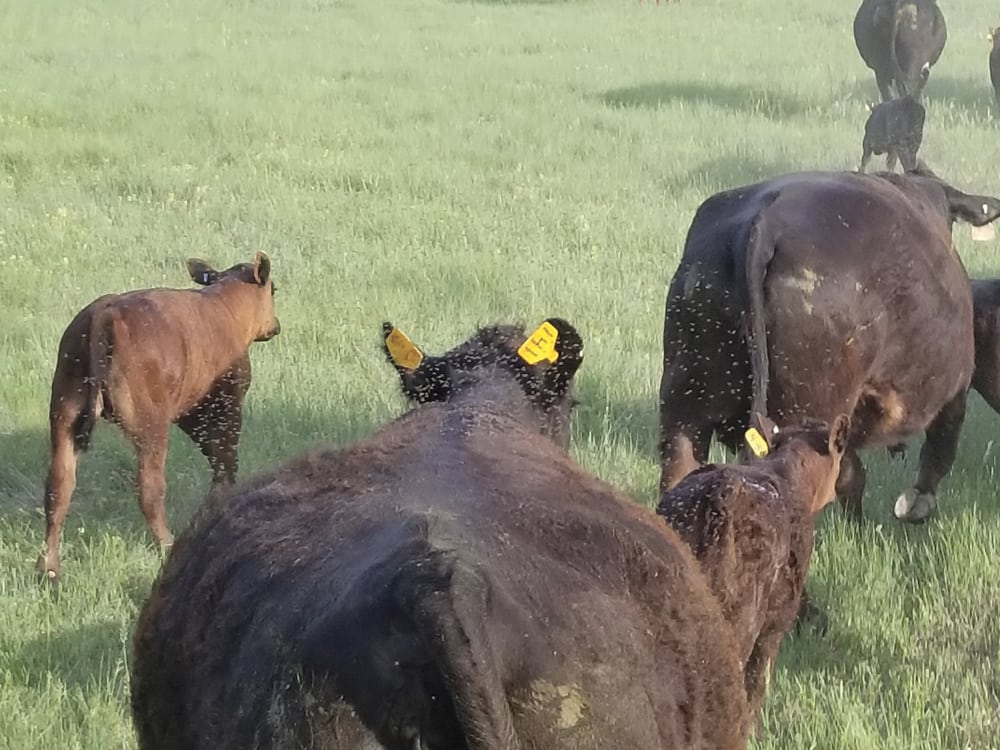Controlling cattle pests vital - Manitoba Co-operator