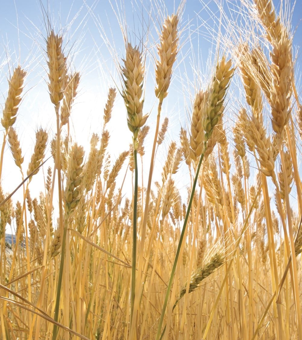 GM wheat field tests continue in Canada - Manitoba Co-operator