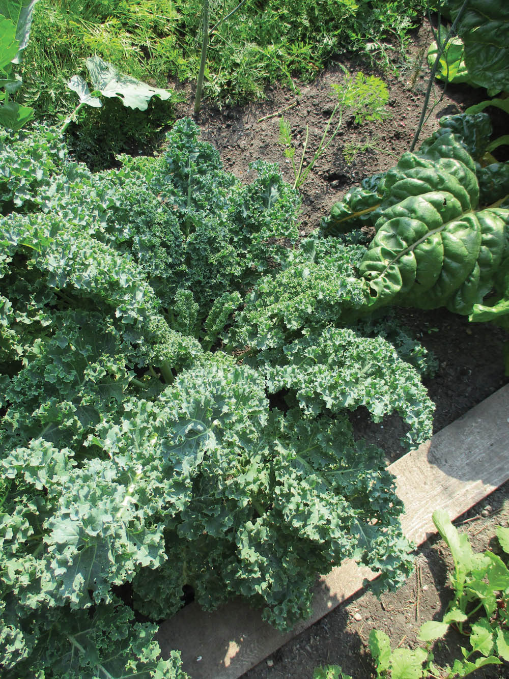 Tips for growing your own kale