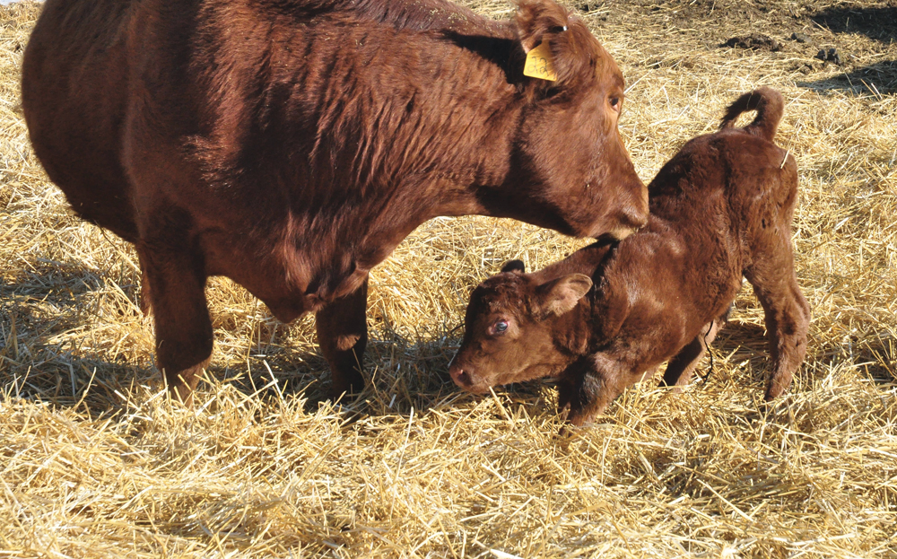 Reduce the risk of scours in calves with these tips