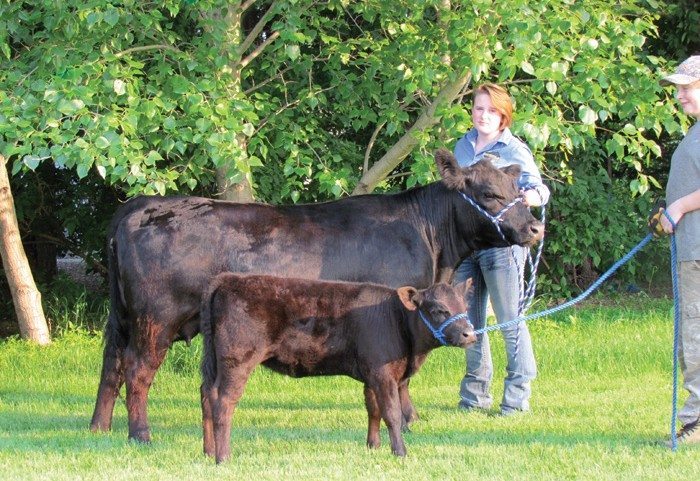 Lowline cattle on a mission