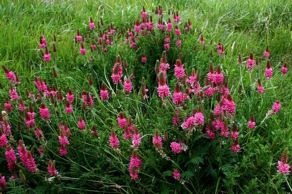 Sainfoin: a new forage legume for Ontario livestock producers