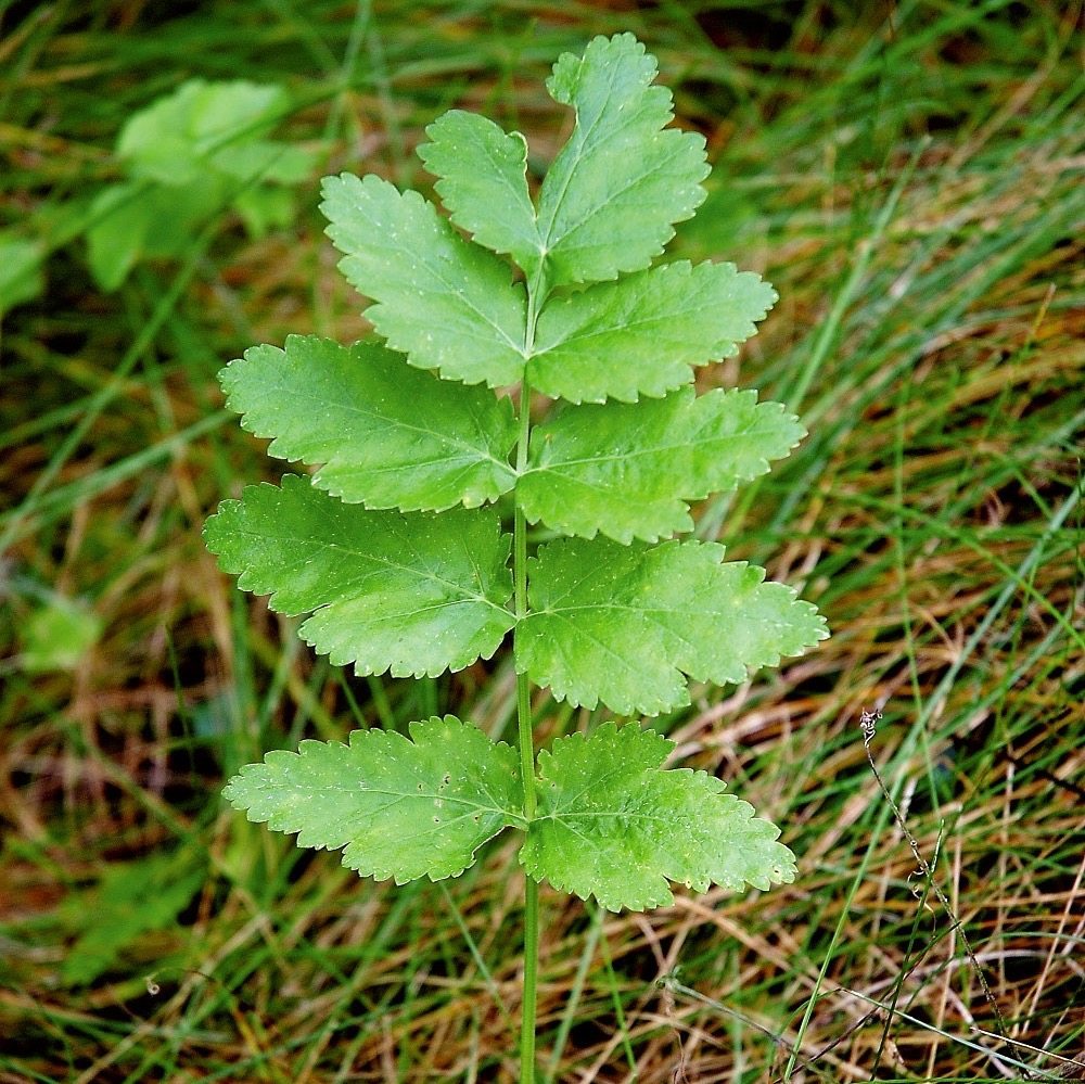 If you see leaves of these plants this spring, don't touch them