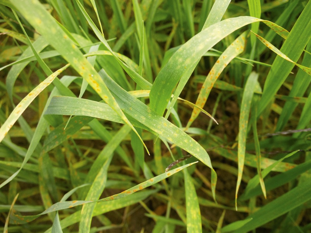 Crown rust comes after oats - Country Guide