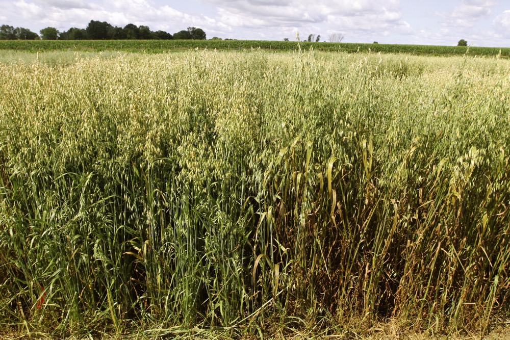 Crown rust comes after oats - Country Guide